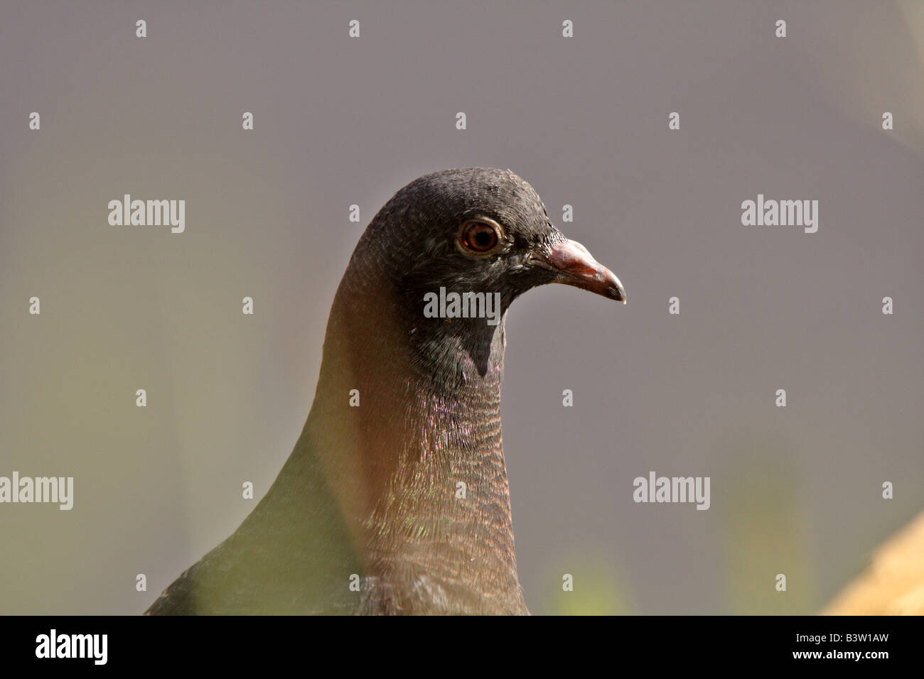 Pigeon hiding underneath bridge in Saskatchewan Stock Photo - Alamy