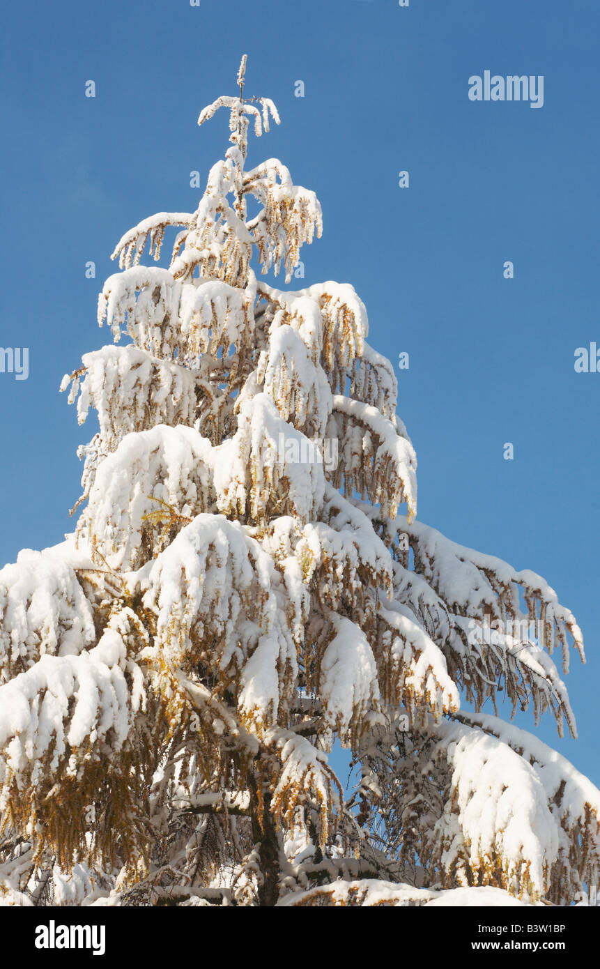 Top of winter snow covered coniferous tree on sky background Stock ...