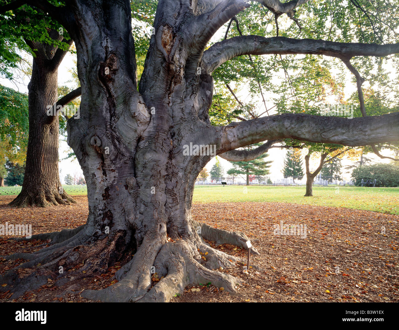 North american beech tree hi-res stock photography and images - Alamy