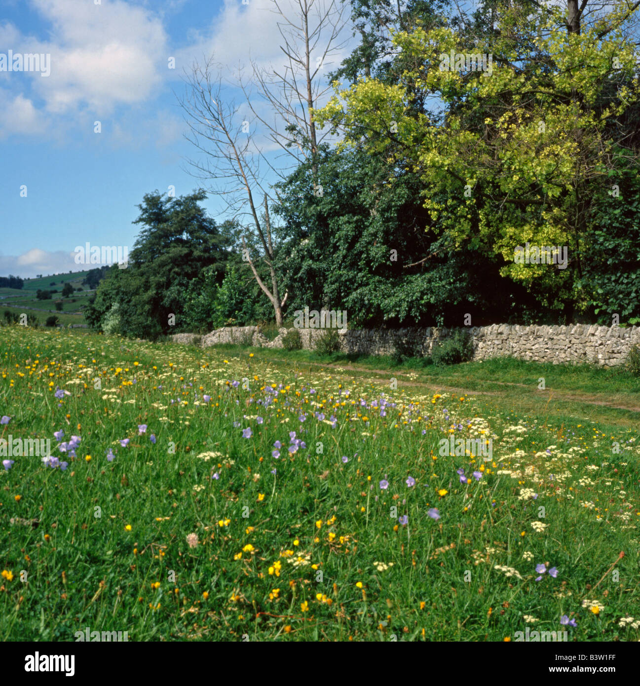 Wildflowers at Lathkill Dale near Alport Village White Peak District ...