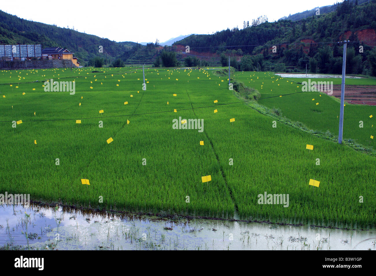Rice paddy fields china hi-res stock photography and images - Alamy