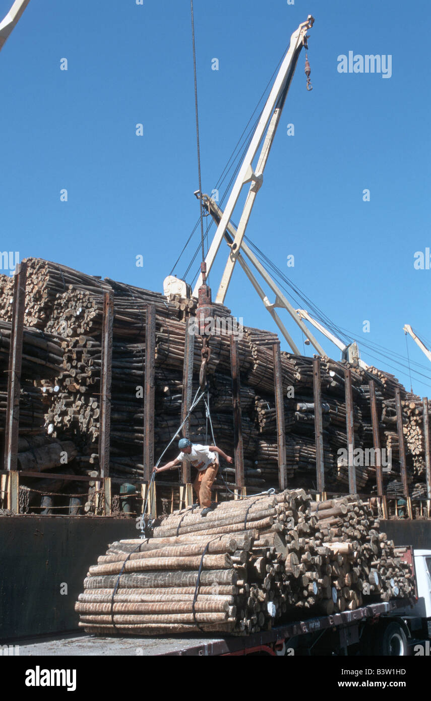 Loading logs timber logging truck trees hi-res stock photography and ...