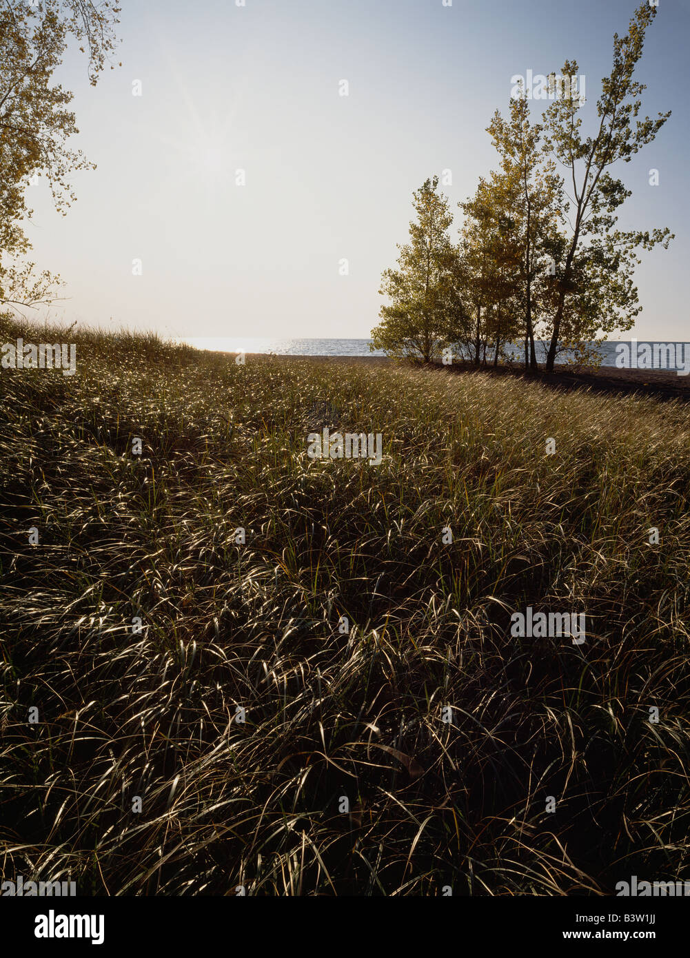 EASTERN COTTONWOOD TREE (POPULUS DELTOIDES), DUNE GRASSES, PRESQUE ISLE ...