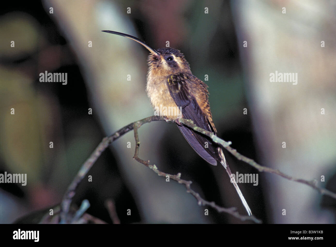 Long-billed Hermit Phaethornis longirostris Chan Chich Lodge BELIZE ...