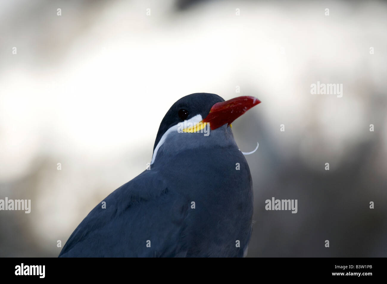 The Inca Tern (Larosterna inca).Brookfield Zoo Stock Photo - Alamy