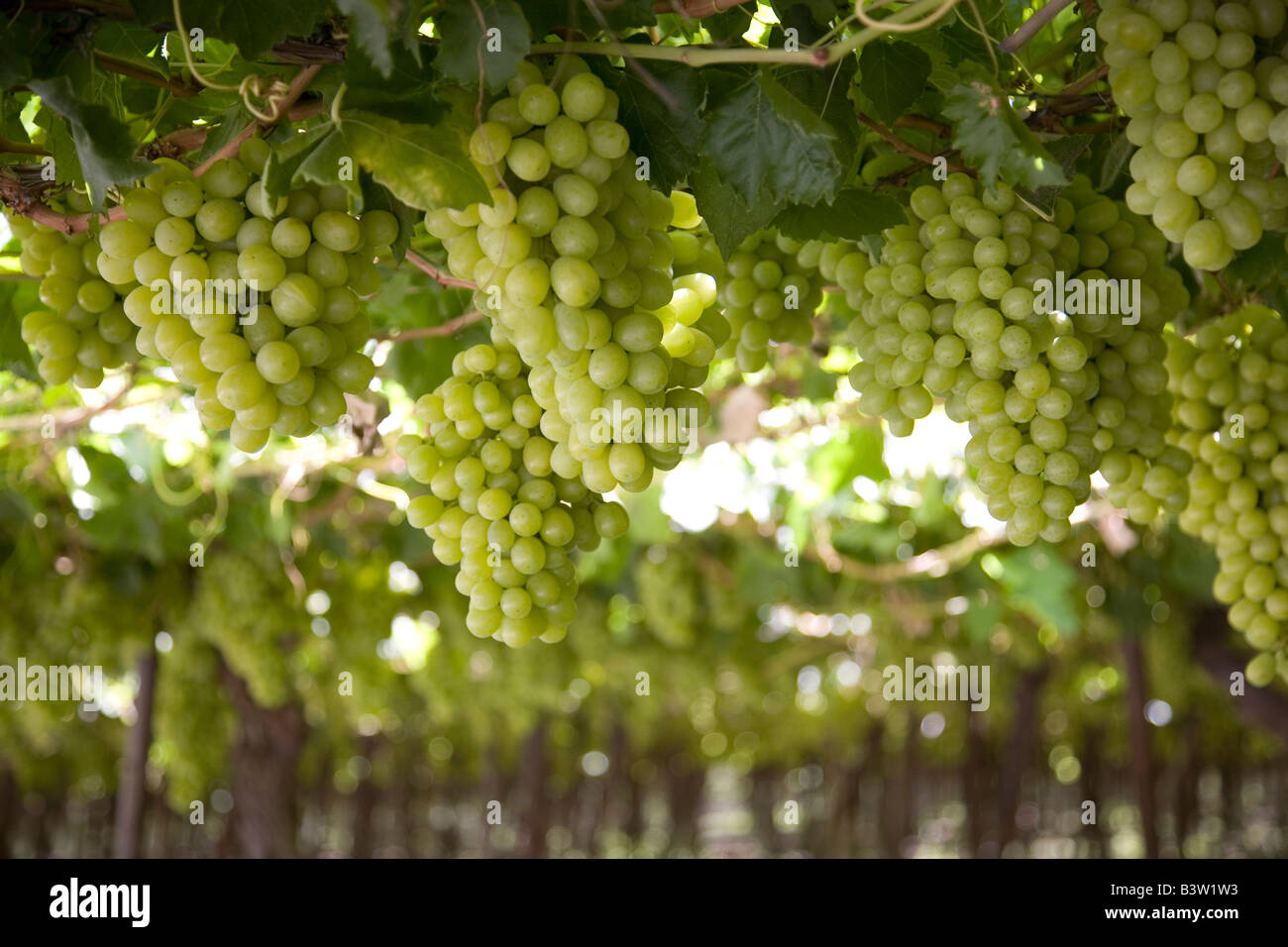 Namibia food production hi-res stock photography and images - Alamy