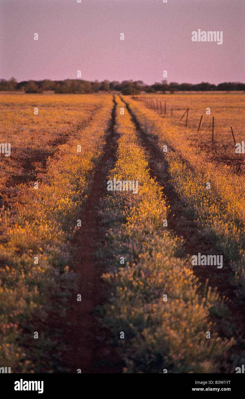 Farm track, outback Australia Stock Photo - Alamy