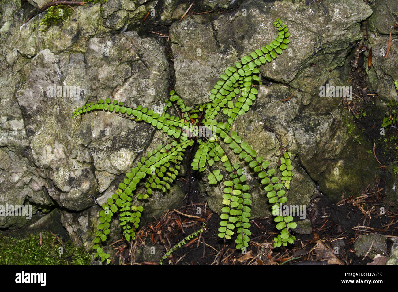 fern at rock Stock Photo - Alamy