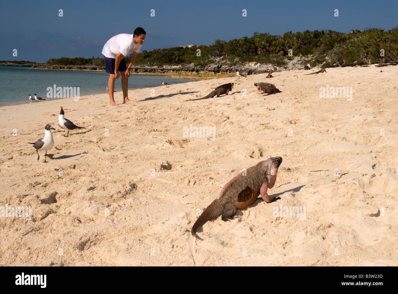 Man looking at iguanas on beach, Leaf Cay, Exuma, Bahamas Stock Photo ...