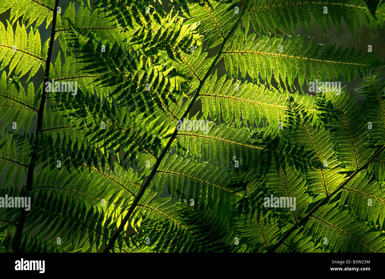 Tree fern fronds, Australia Stock Photo - Alamy