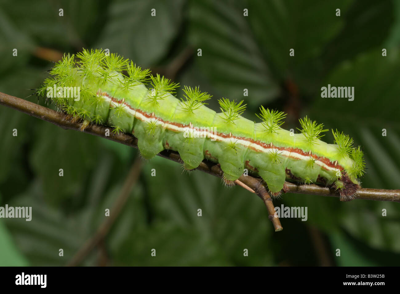 Bullseye Moth Larva - Automeris io Stock Photo - Alamy