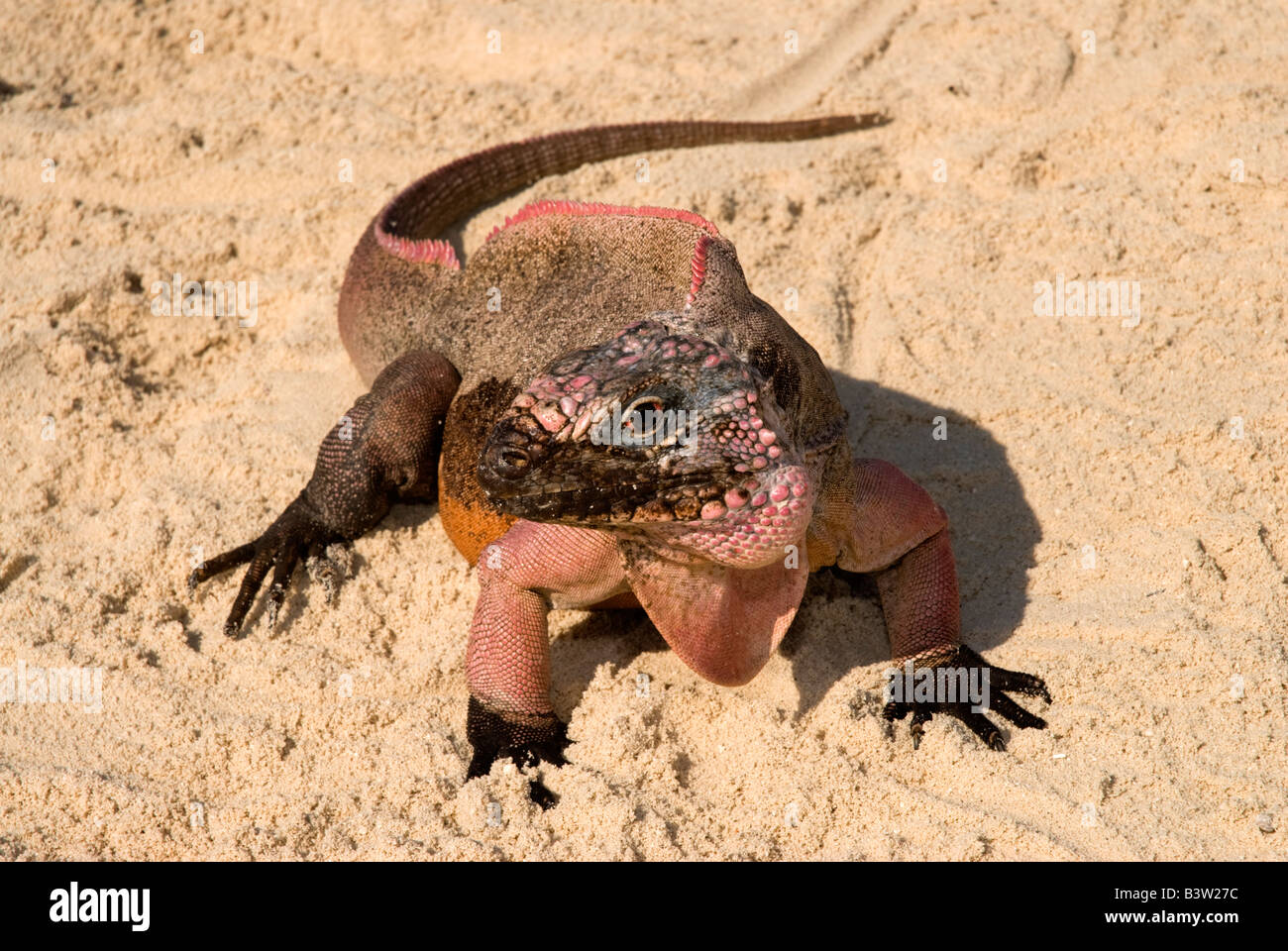Iguana on beach, Leaf Cay, Exuma, Bahamas Stock Photo - Alamy
