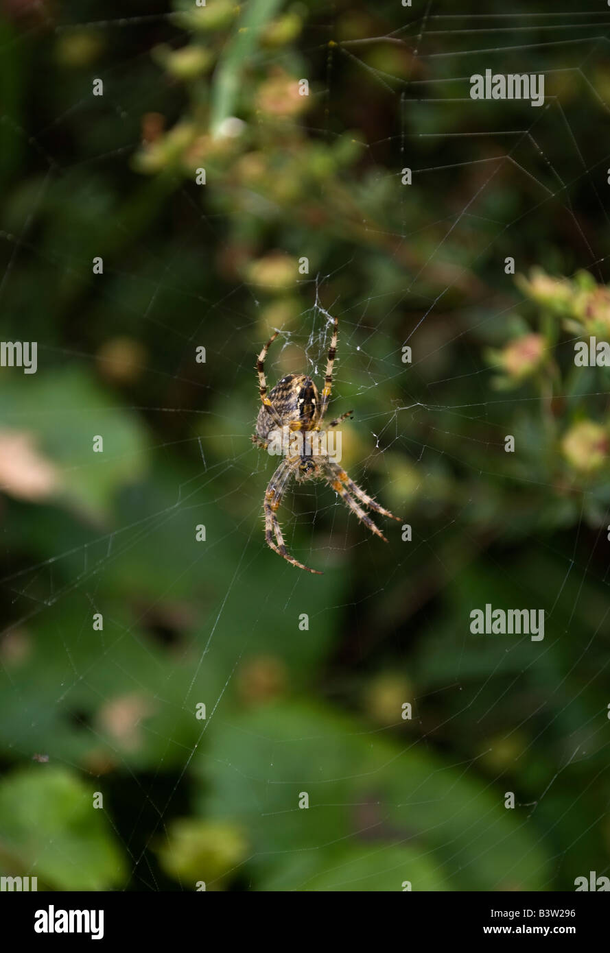 A large orb spider on it's web Stock Photo - Alamy