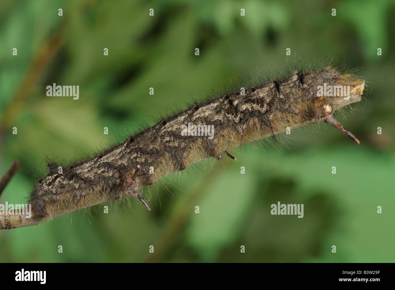 Lappet caterpillar hi-res stock photography and images - Alamy