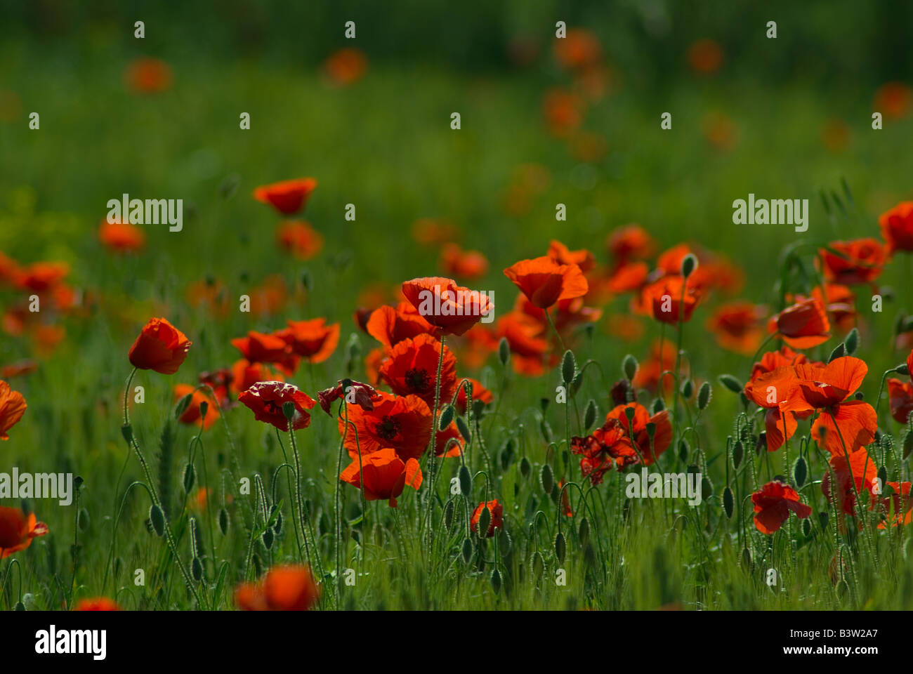 Mohn italien hi-res stock photography and images - Alamy