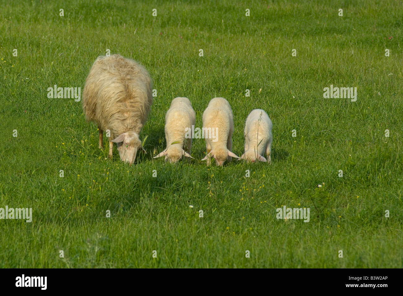 Schafchen hi-res stock photography and images - Alamy