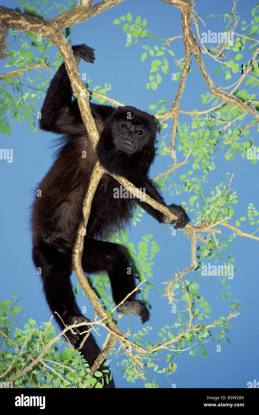 Male mantled howler monkey alouatta palliata hi-res stock photography ...