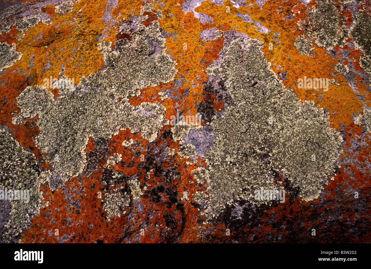 Lichen on rocks, Australia Stock Photo - Alamy