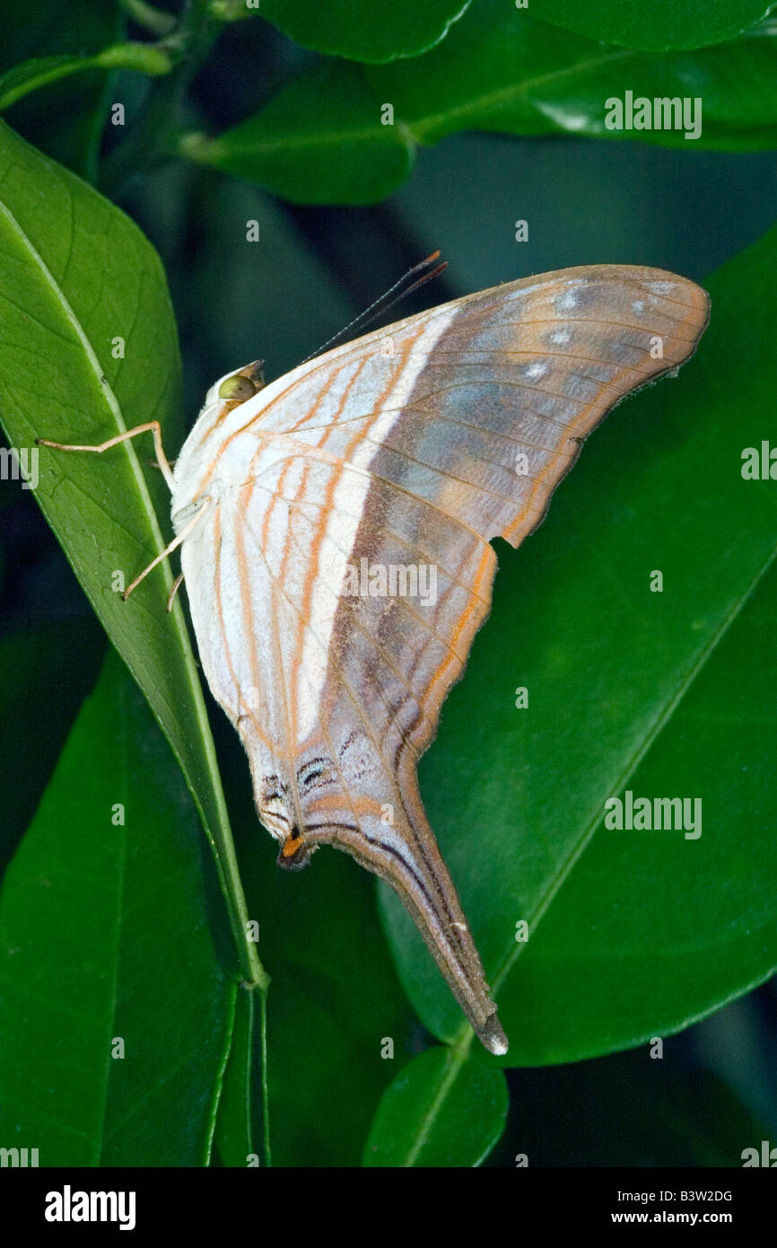 Many-banded Daggerwing Marpesia chiron Stock Photo - Alamy