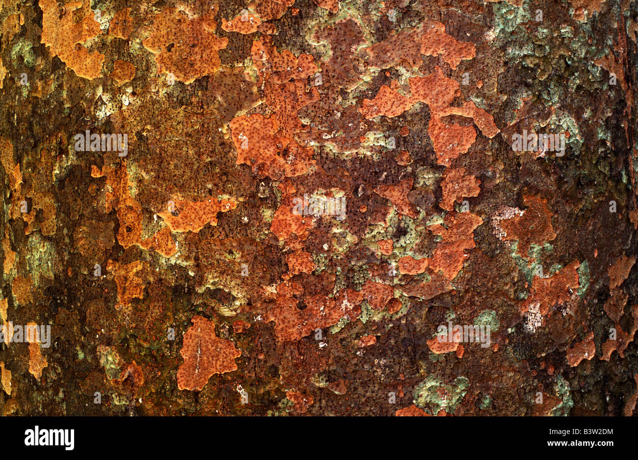 Tree bark close up, Australia Stock Photo - Alamy