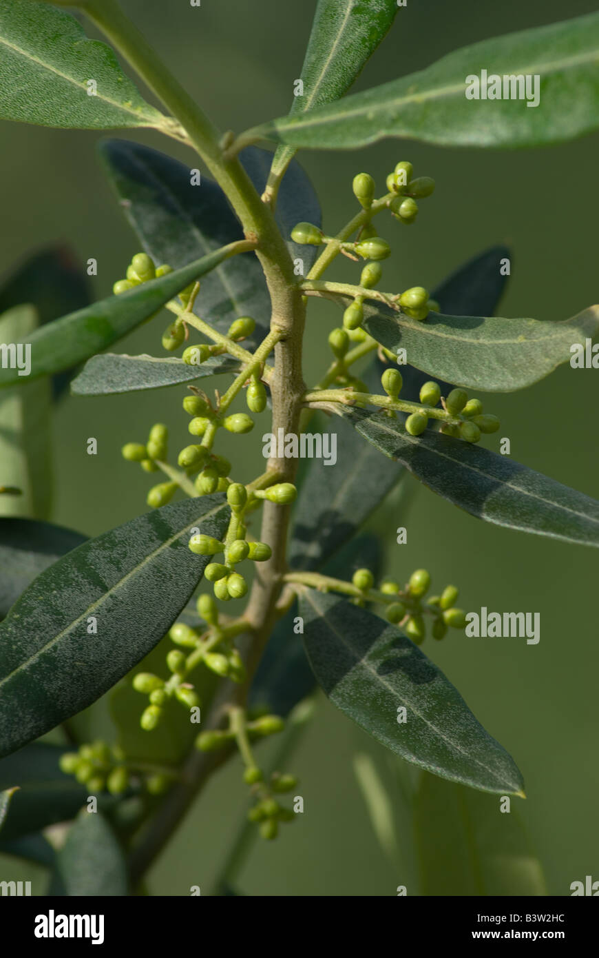 Olive blossoms hi-res stock photography and images - Alamy