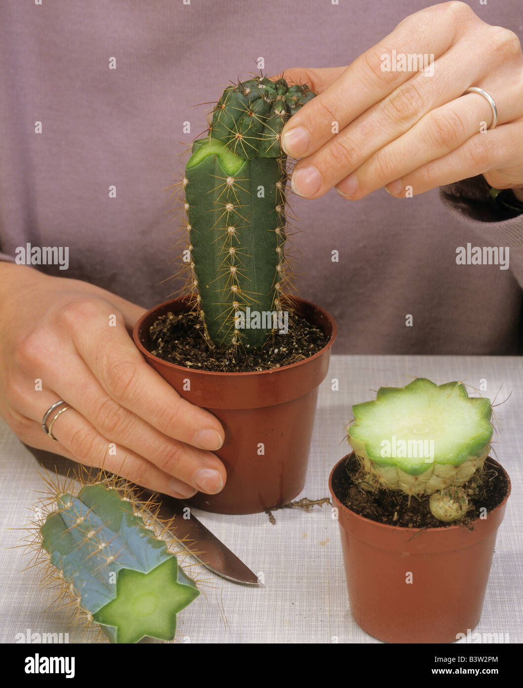How to tell if a graft worked ? : r/cactus