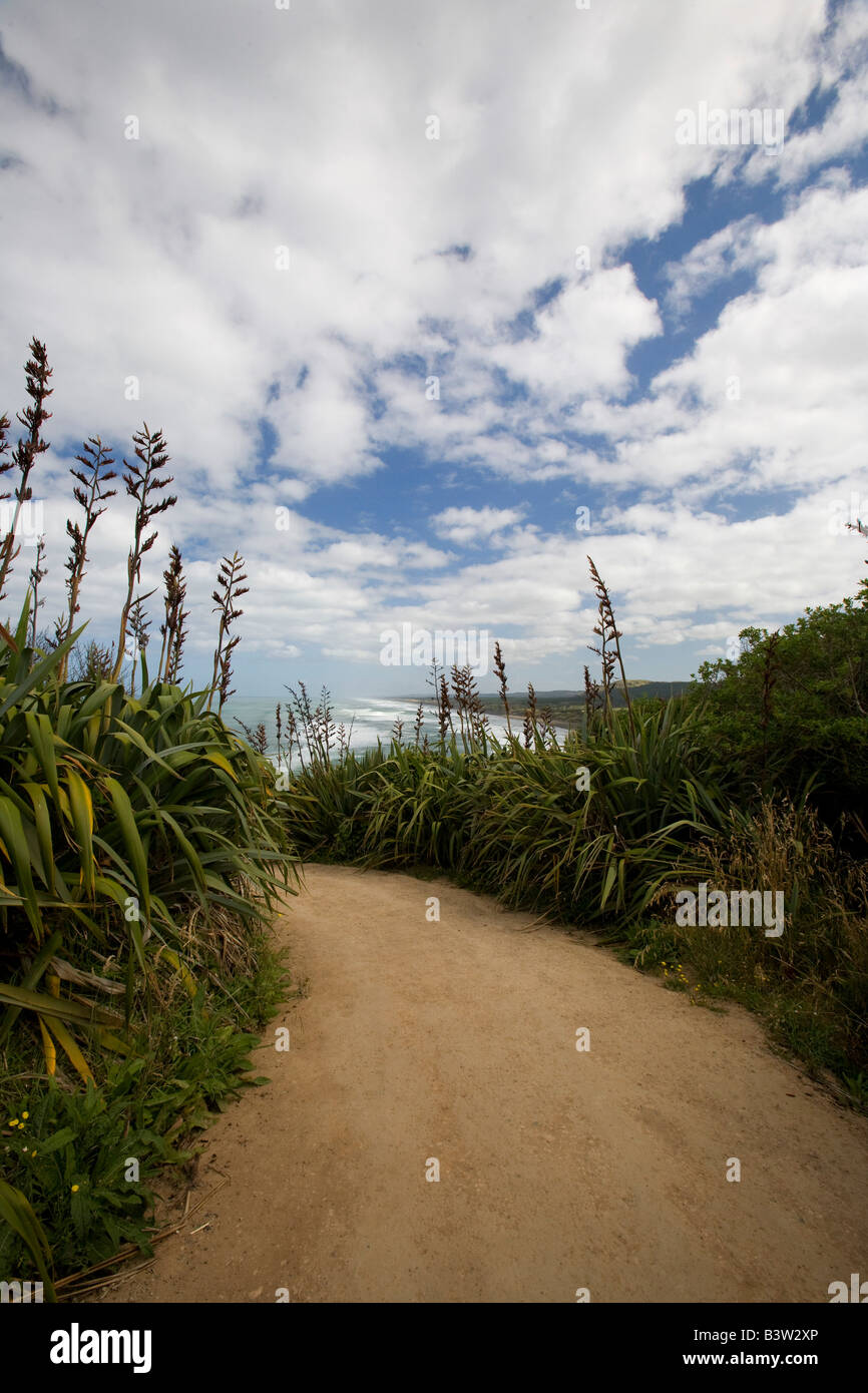 Flax growing beside a path, Muriwai beach, New Zealand Stock Photo - Alamy