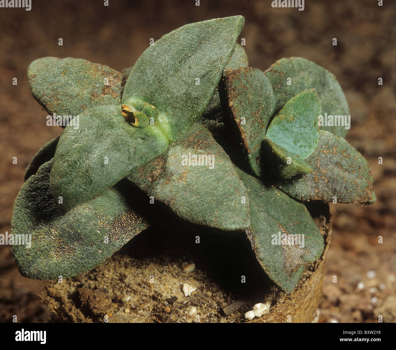 cactus (stone plant) / Pleiospilos simulans Stock Photo - Alamy