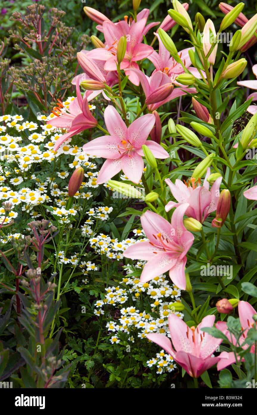 Spring lilies in the English Gardens of Assiniboine Park in Winnipeg ...