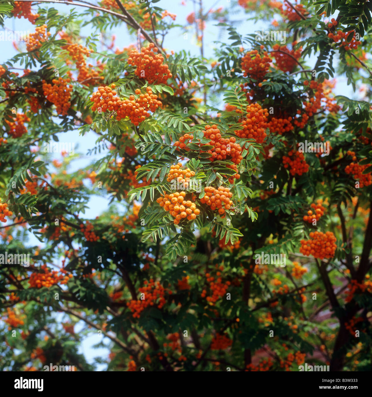 European berry - Rowan berries / Sorbus aucuparia Stock Photo - Alamy