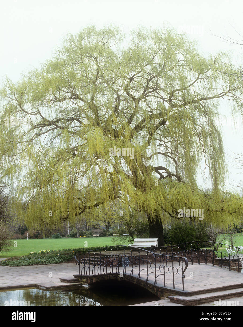 Babylon willow in park / Salix babylonica Stock Photo - Alamy