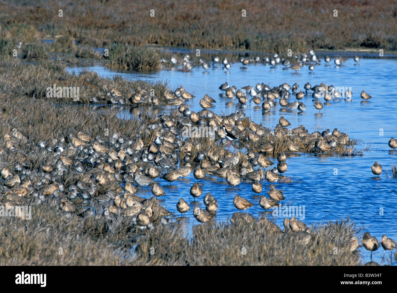Marbled Godwit Limosa fedoa Stock Photo - Alamy