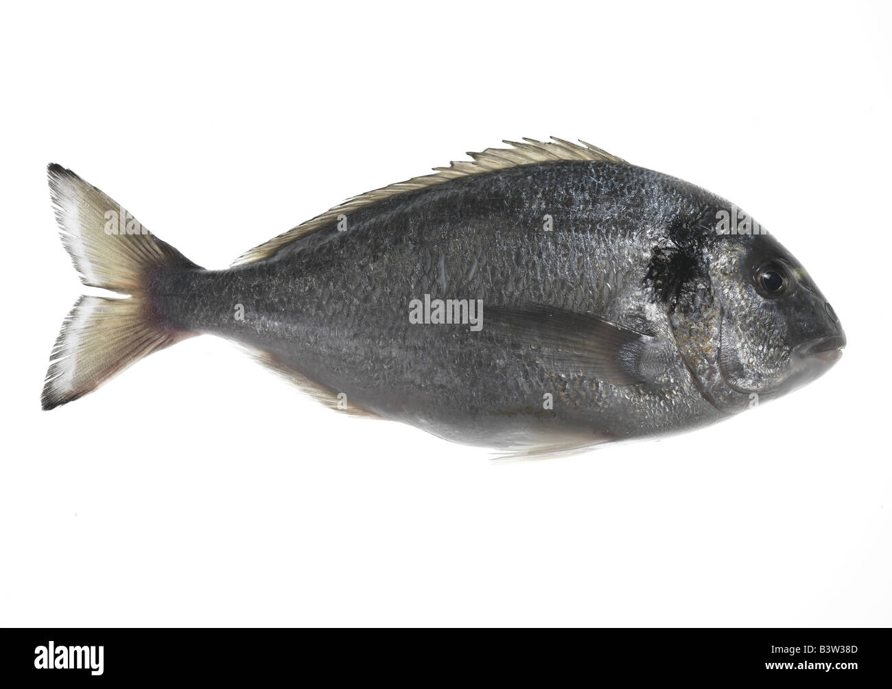 Fish sea animal symbol Cut Out Stock Images & Pictures - Alamy