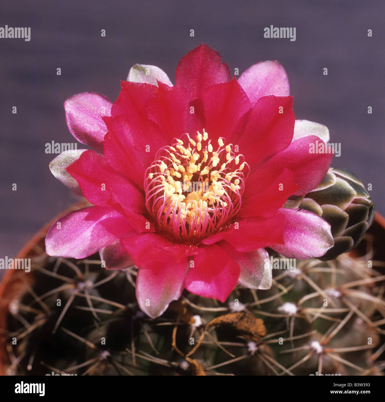Chin cactus hi-res stock photography and images - Alamy