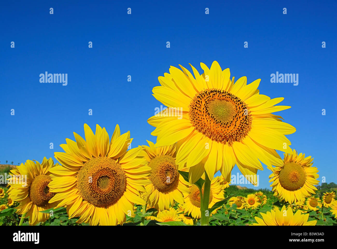 sunflower on blue sky background Stock Photo - Alamy