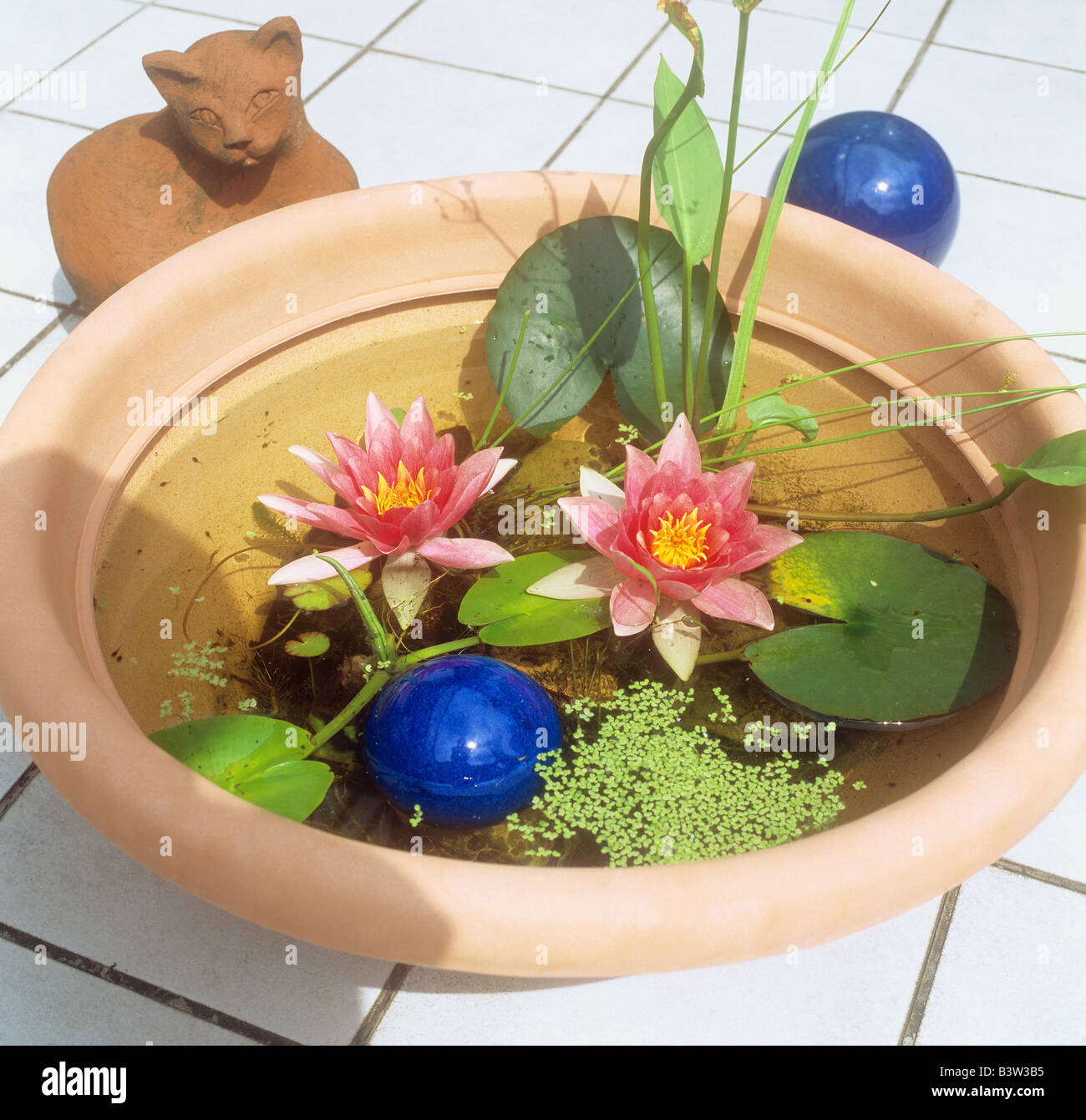 Aquatic plants bowl hi-res stock photography and images - Alamy