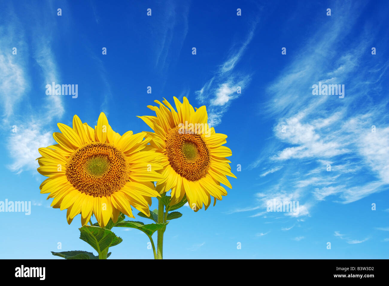 sunflower on blue sky background Stock Photo - Alamy
