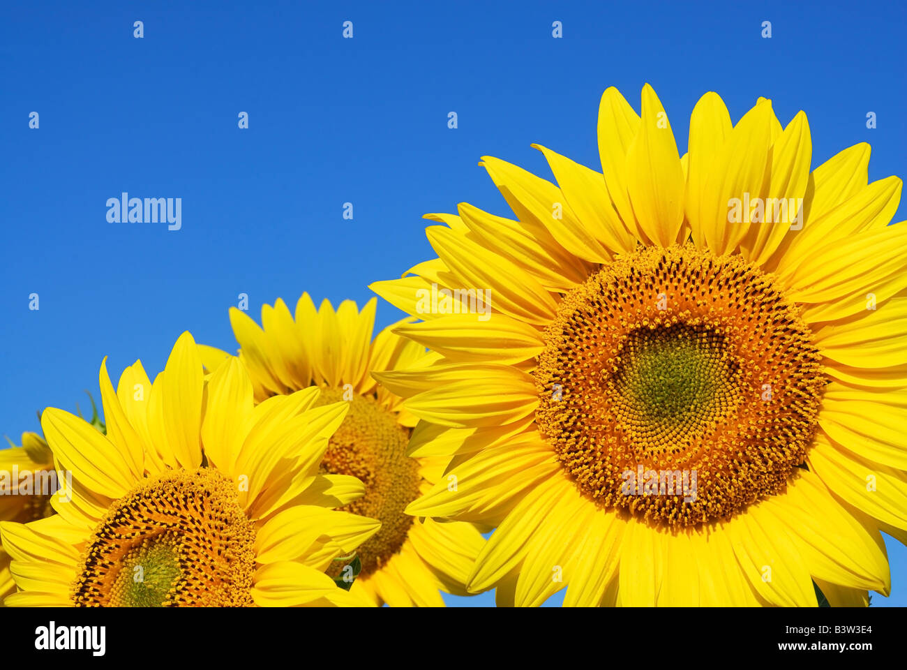 sunflower on blue sky background Stock Photo - Alamy