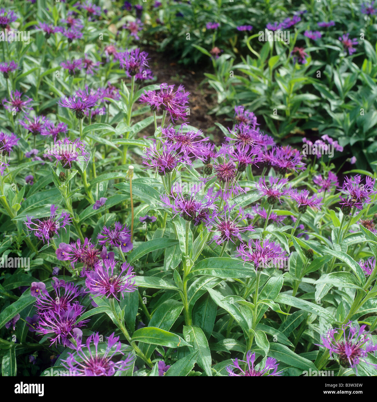 Perennial cornflowers centaurea montana hi-res stock photography and ...