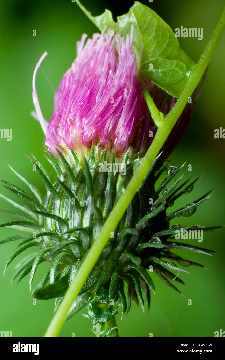 Spiny plumeless thistle hi-res stock photography and images - Alamy