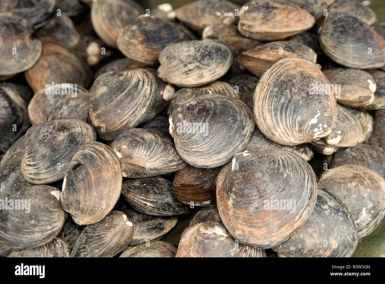 Shells, Singkil, Sumatra, Indonesia Stock Photo - Alamy