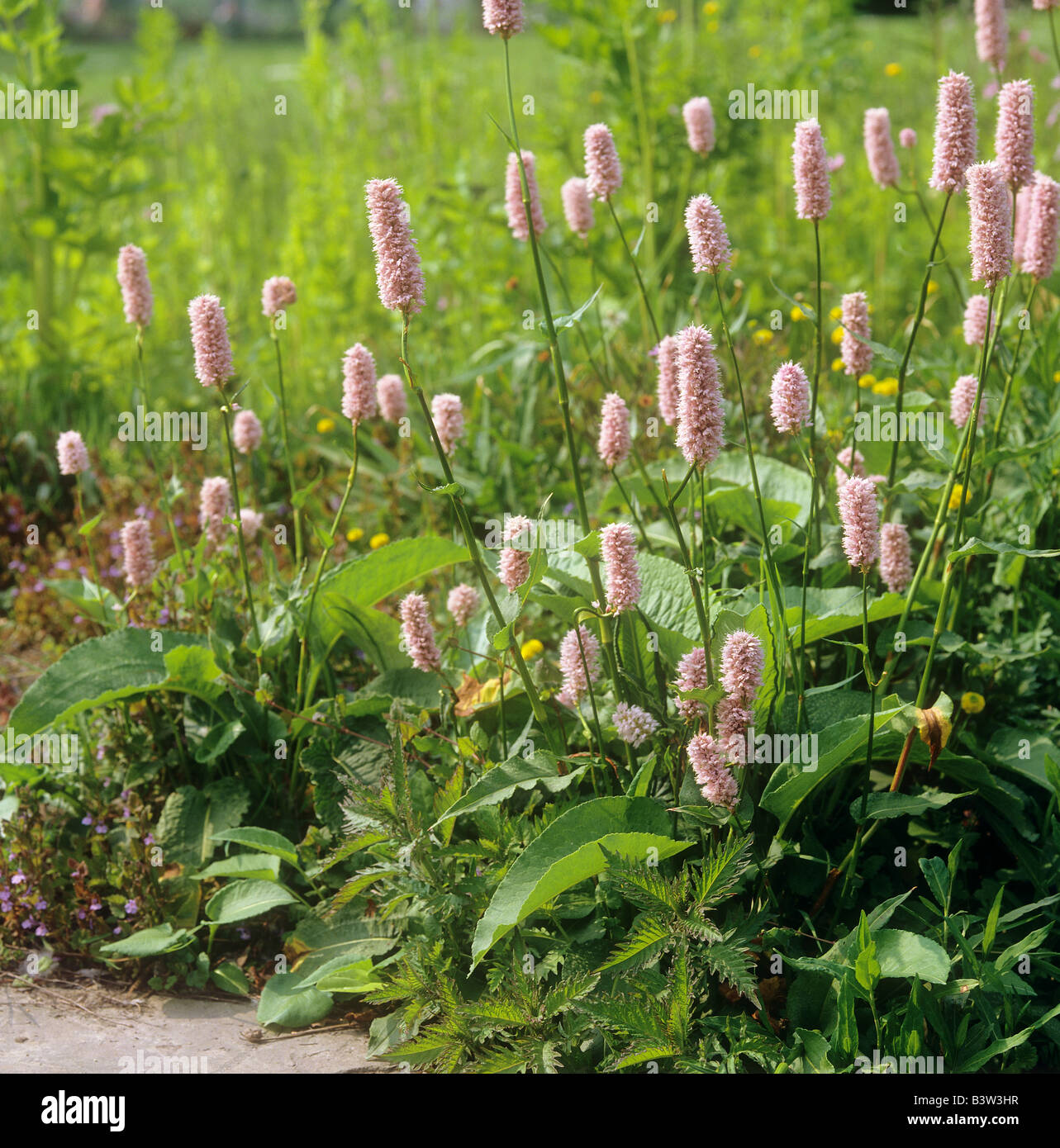 Bistort garden hi-res stock photography and images - Alamy
