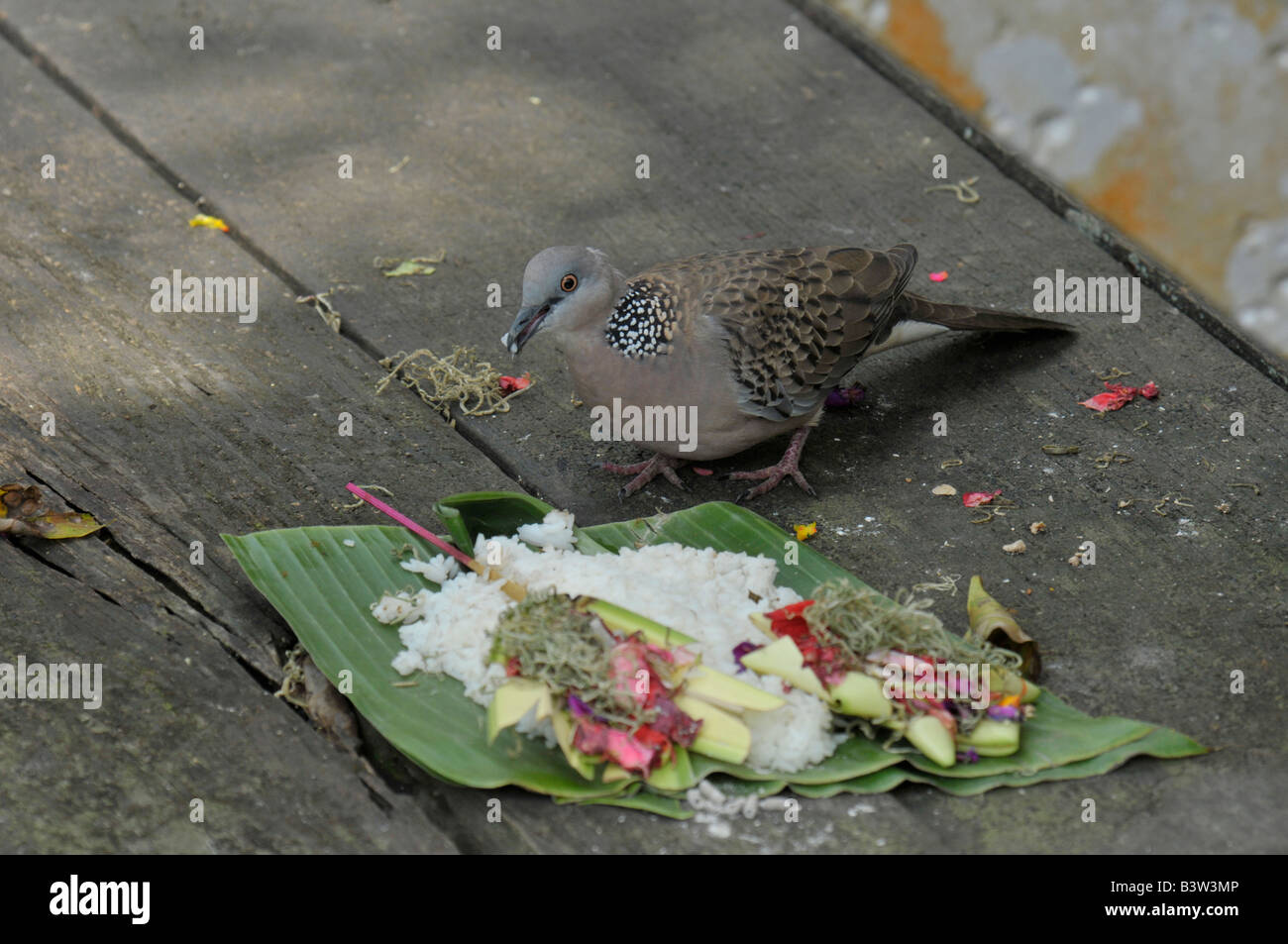 Dove eating rice hi-res stock photography and images - Alamy