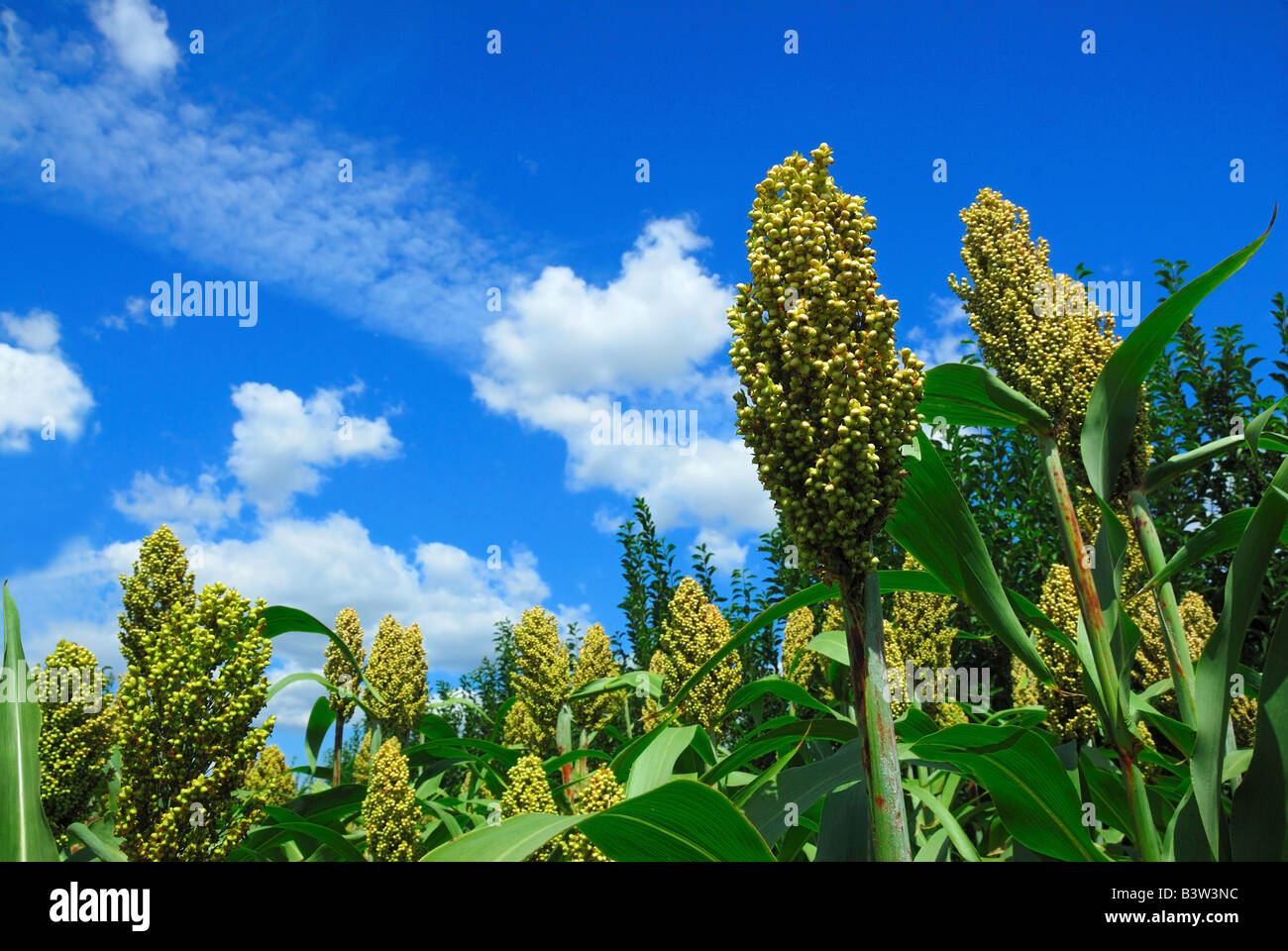Sorghum grow hi-res stock photography and images - Alamy