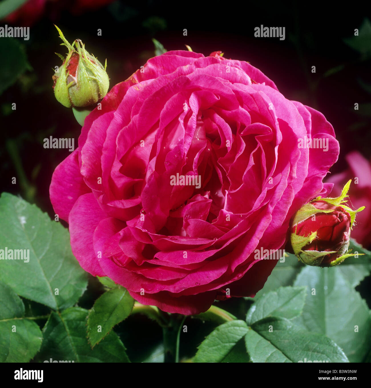rose - blossom Stock Photo - Alamy
