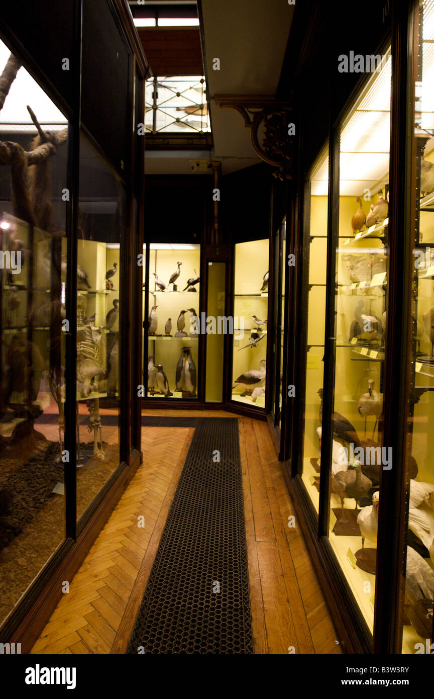Displays at a museum Stock Photo - Alamy