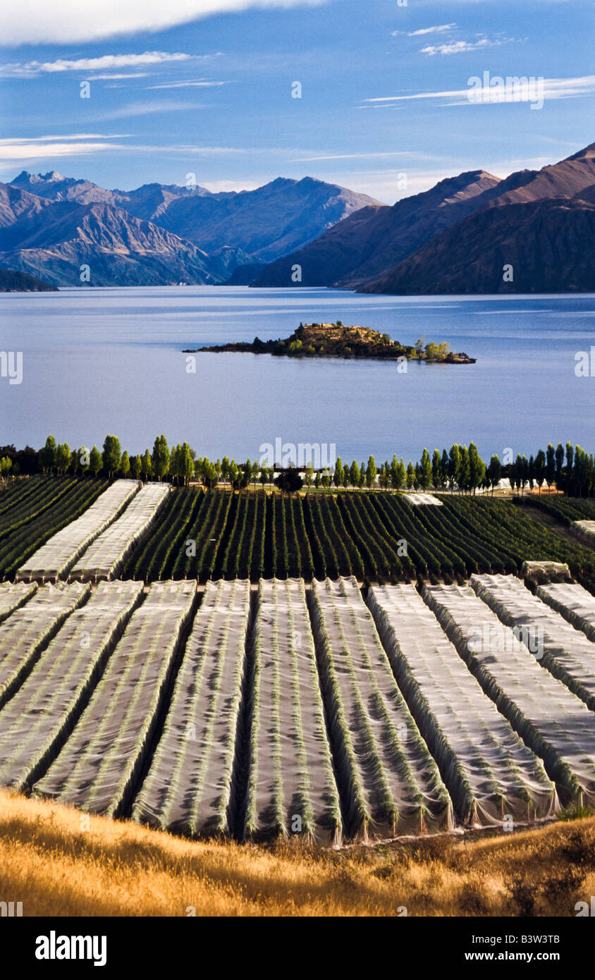 Wanaka new zealand winery hi-res stock photography and images - Alamy