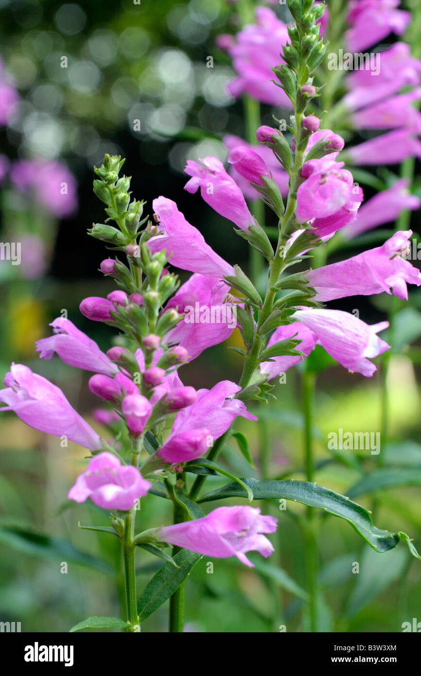 Physostegia virginiana hi-res stock photography and images - Alamy