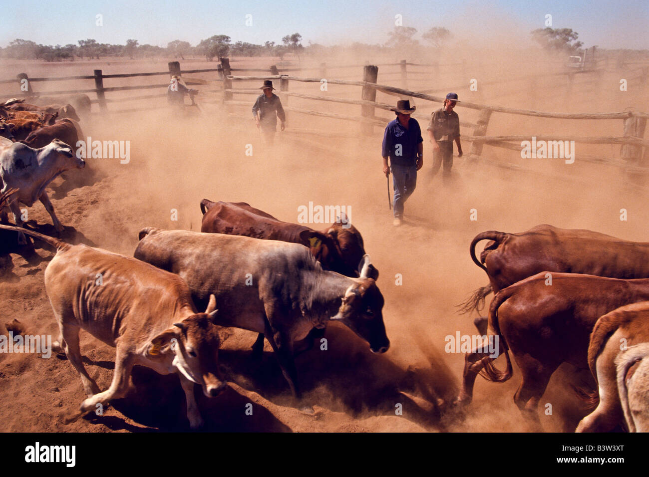 Mustering cattle, outback Australia Stock Photo - Alamy