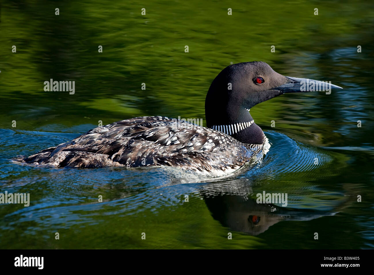 Side view of Common Loon Gavia immer with good light showing red eye ...